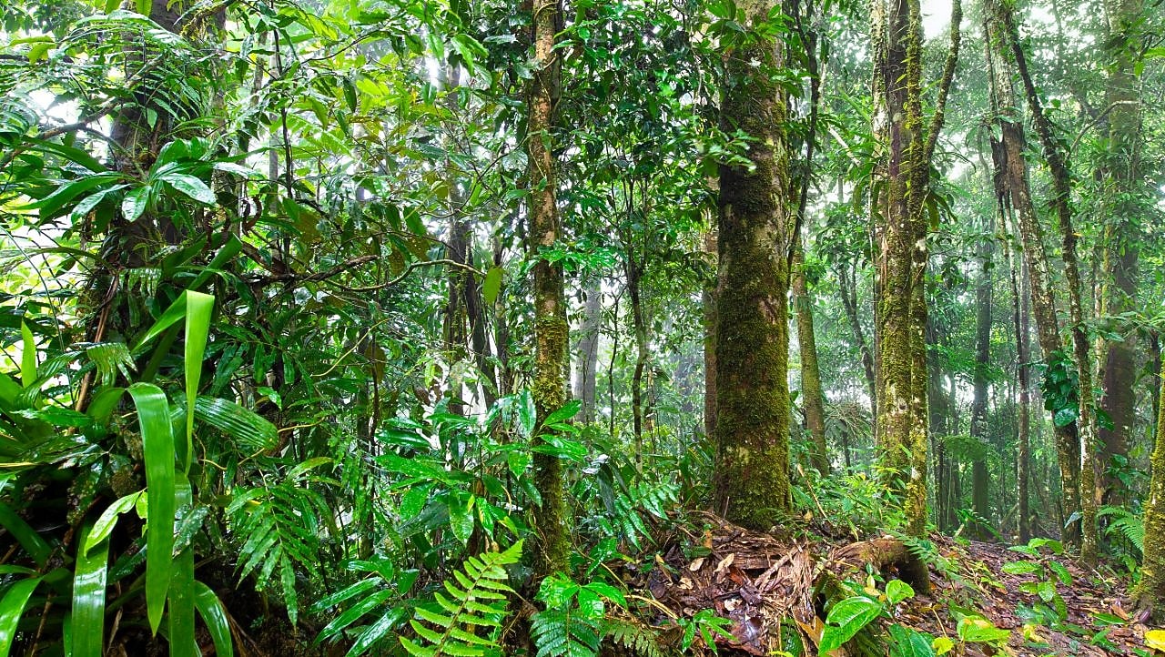 Os da Silva e os da Selva: o ensino de Ecologia e a preservação da Mata ...